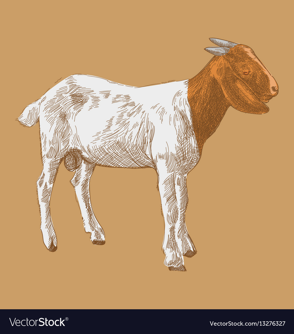 Hand drawn goat Royalty Free Vector Image - VectorStock