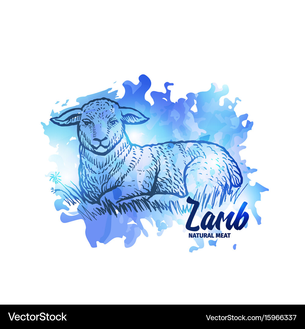 Hand drawn sketch lamb natural meat Royalty Free Vector