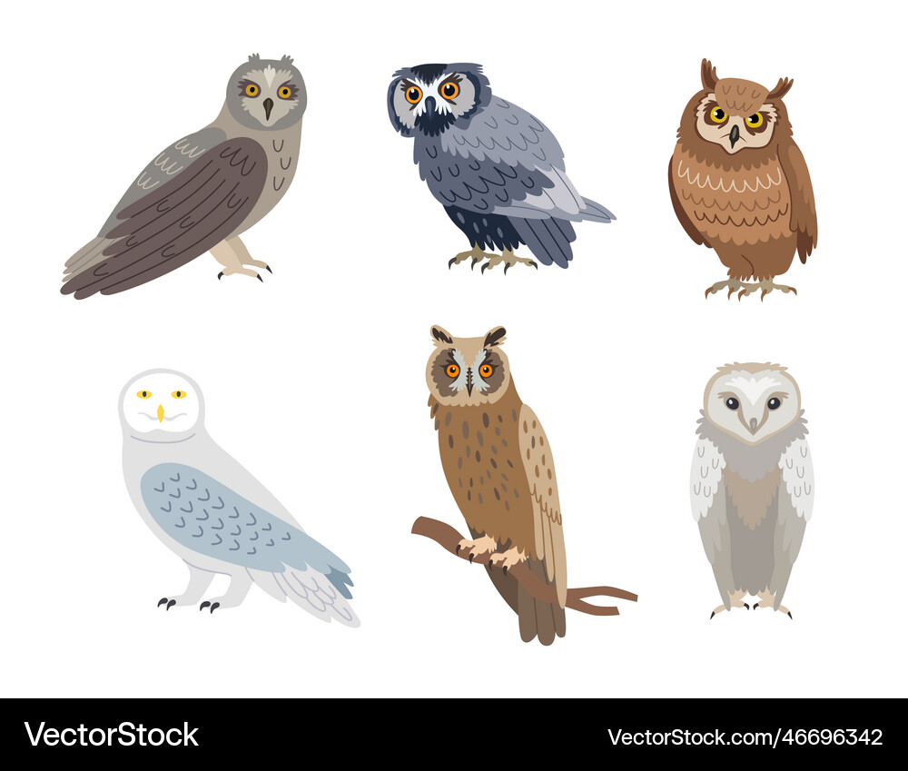 White grey and brown owls cartoon Royalty Free Vector Image