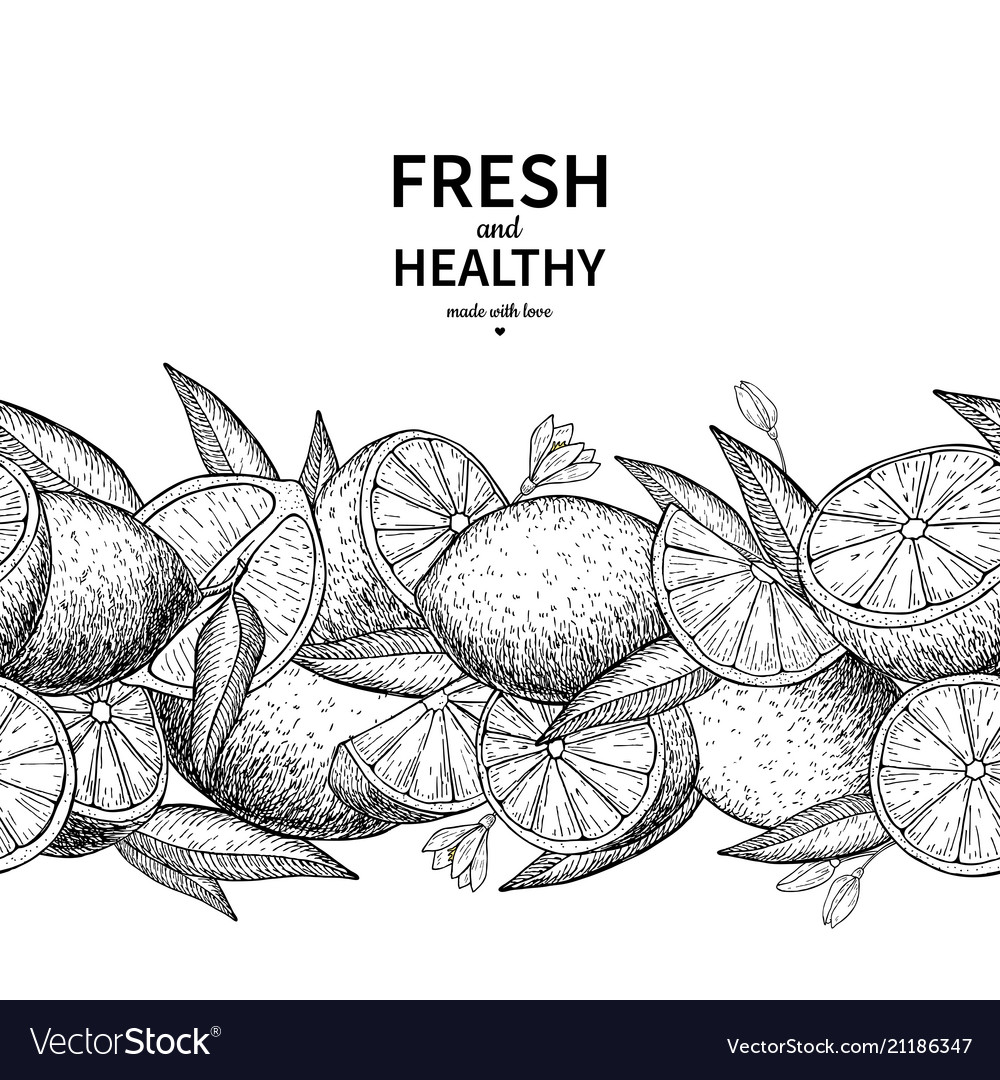 Lemon border drawing citrus fruit engraved Vector Image