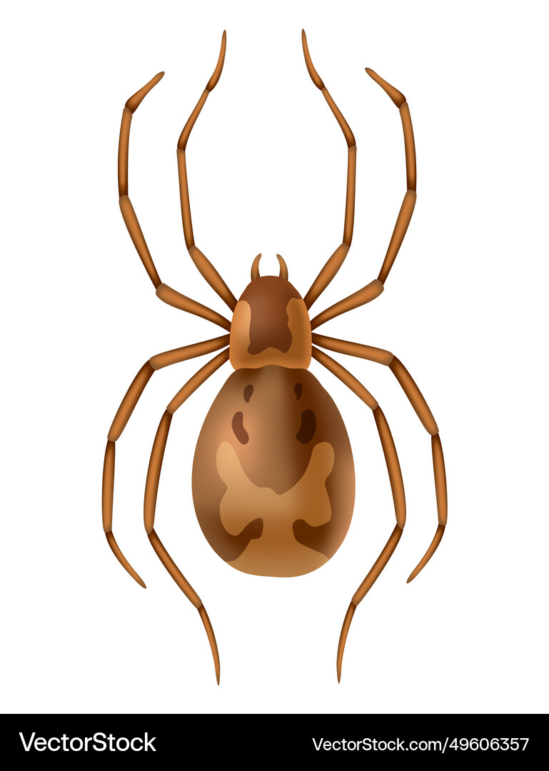 Spider dangerous wild insect symbol spooky Vector Image