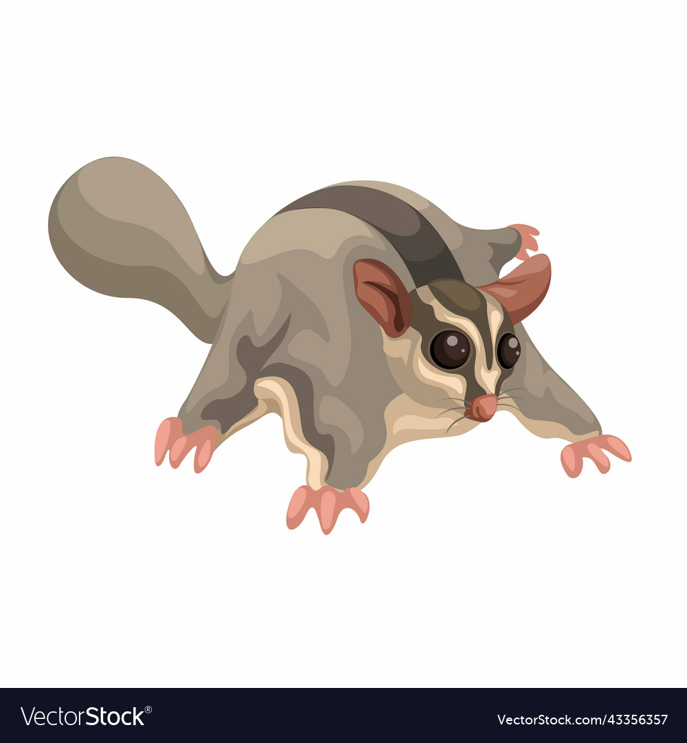 Sugar glider nocturnal animal species Royalty Free Vector