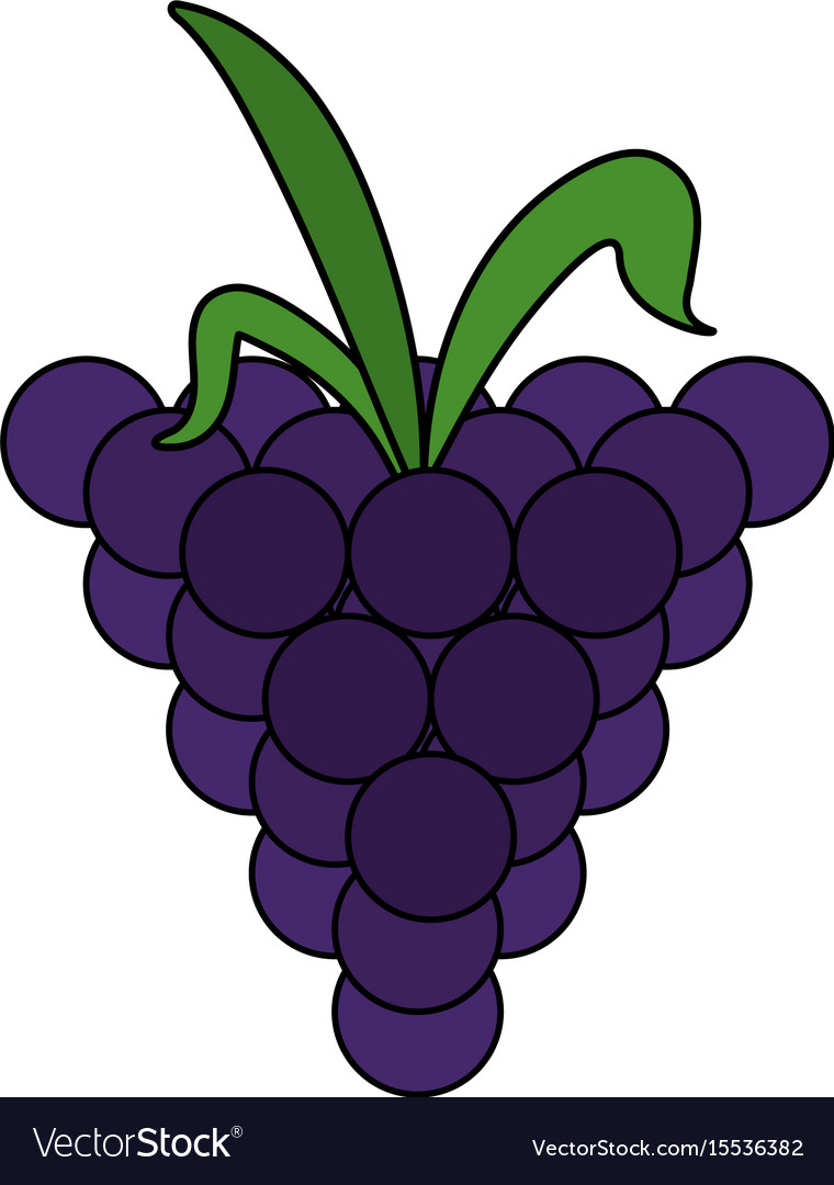 Grape Royalty Free Vector Image - VectorStock