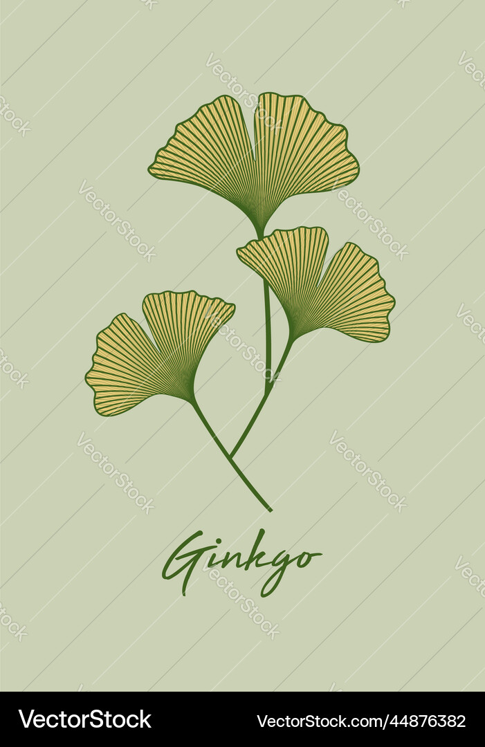 Set ginkgo biloba leaf isolated green background Vector Image