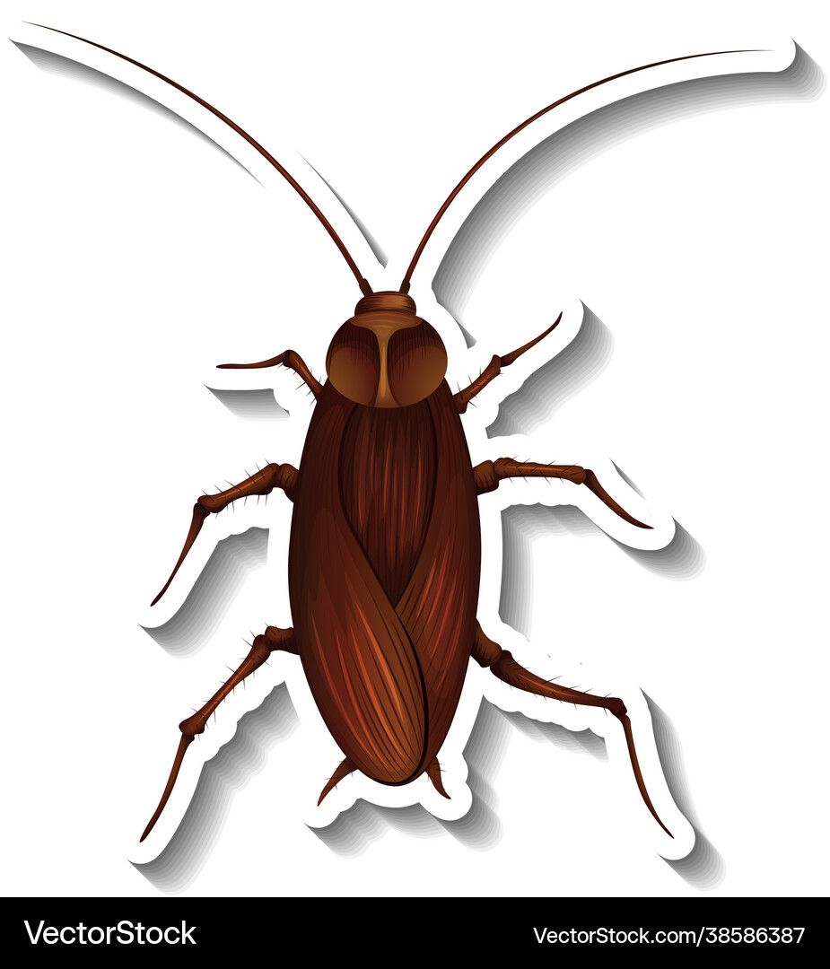 A sticker template with top view cockroach Vector Image