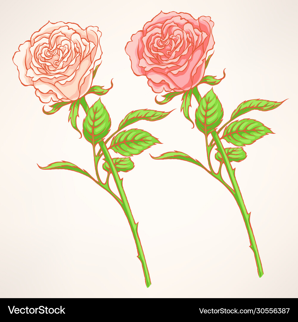Pink and white roses Royalty Free Vector Image