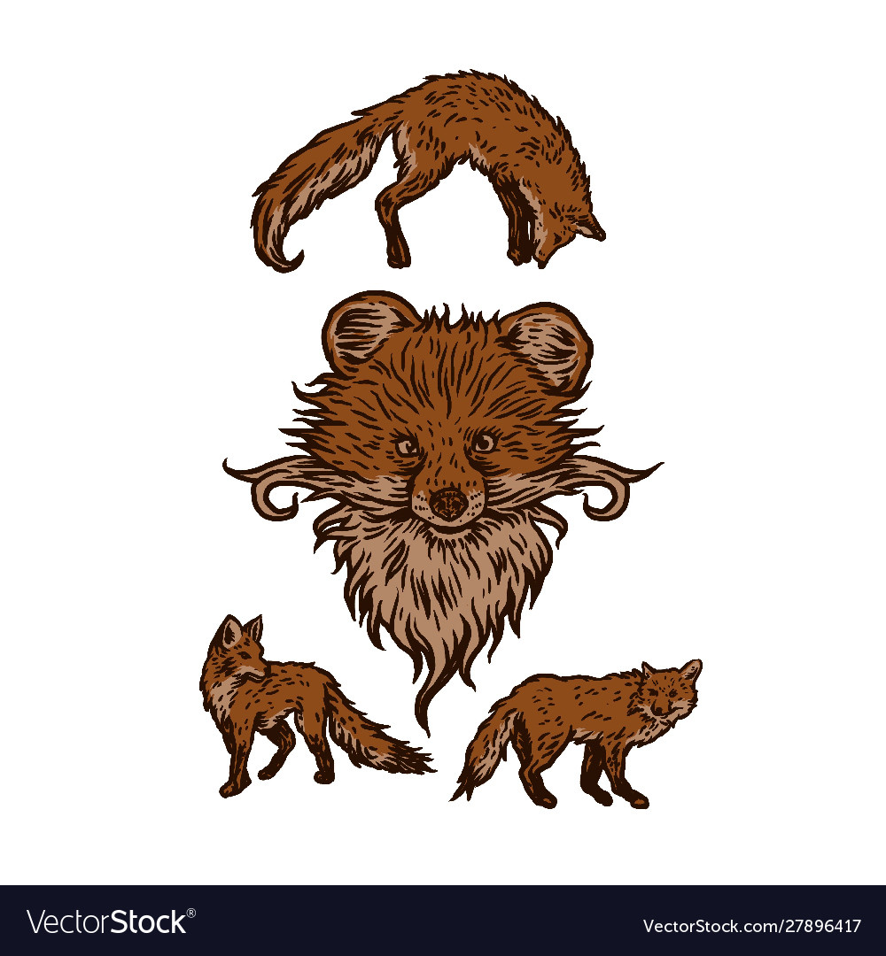 Fox element Royalty Free Vector Image - VectorStock