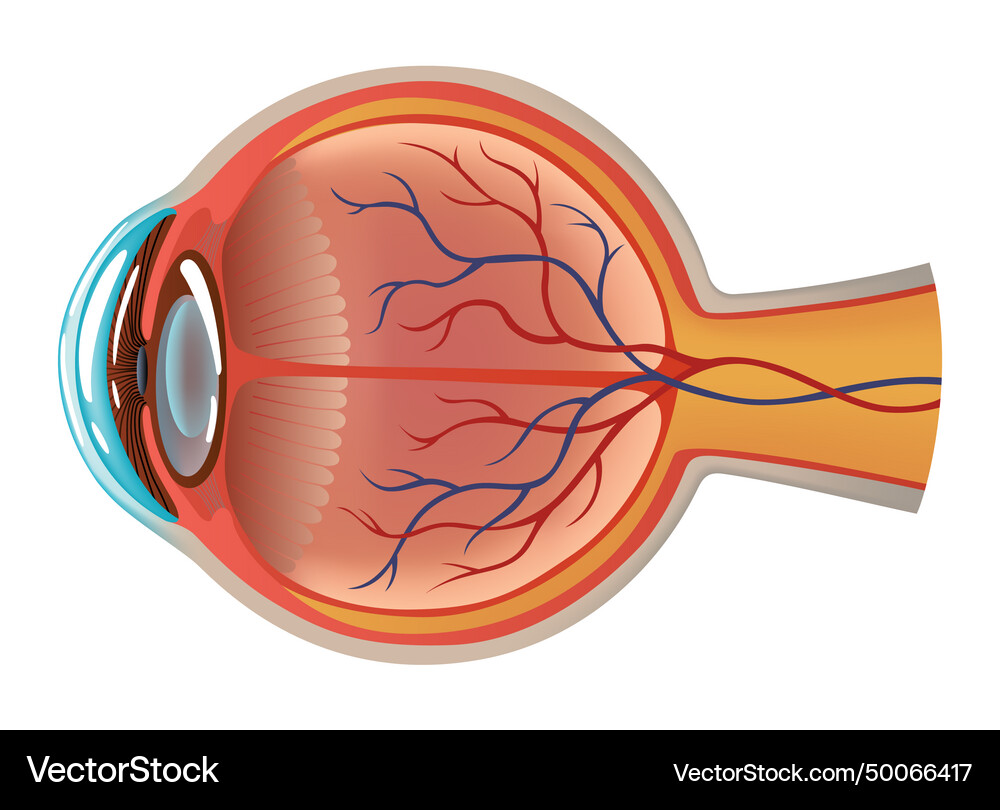 Human eye anatomy infographics with inside Vector Image
