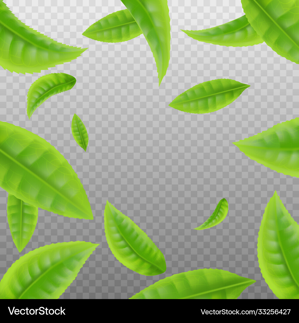 Green tea leaves falling isolated on transparent Vector Image
