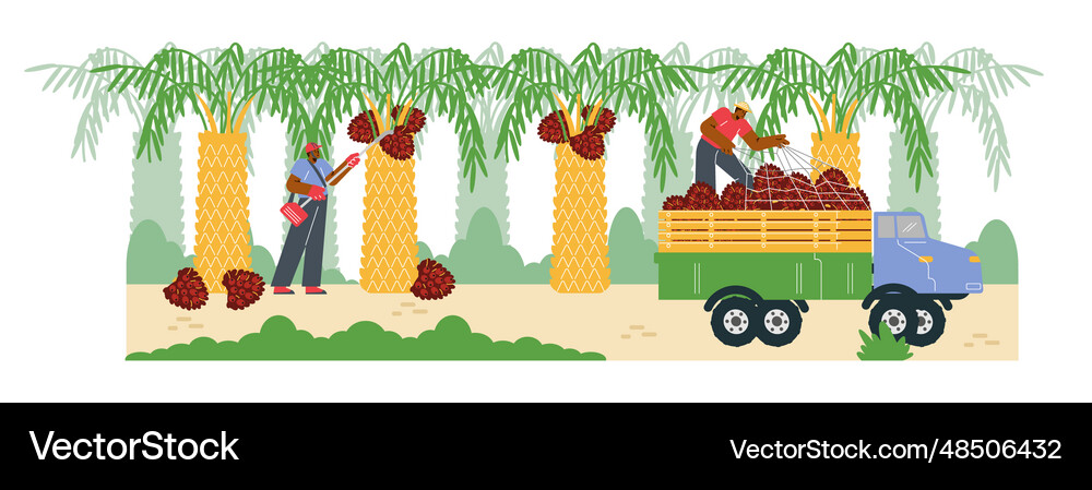 Palm Oil Harvesting Crew Royalty Free Vector Image