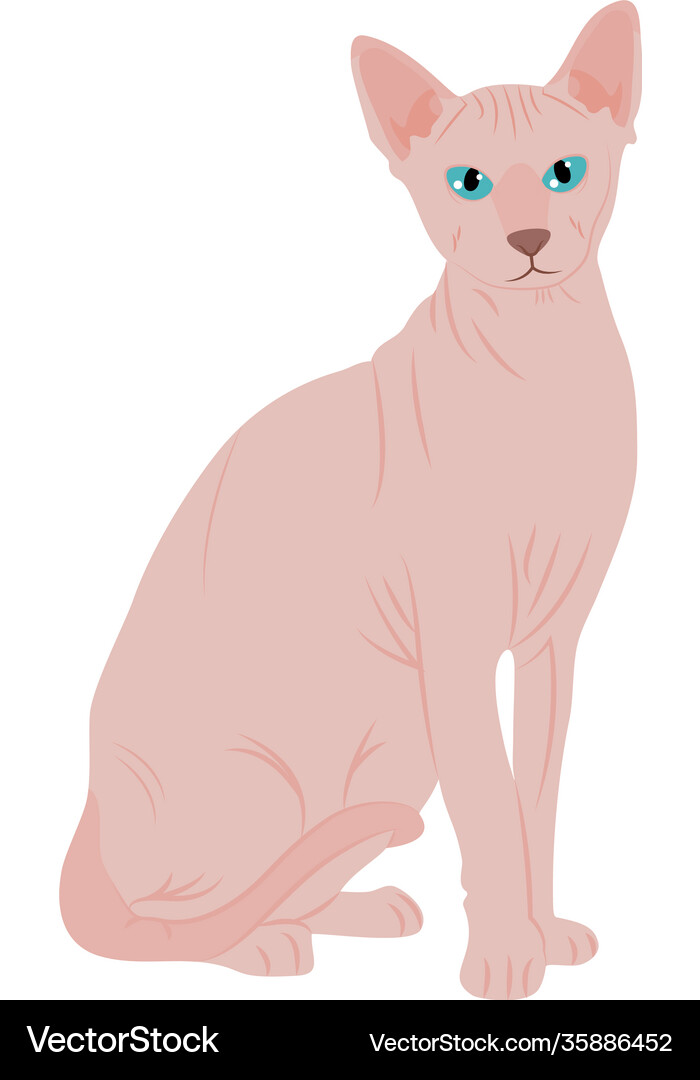 Cartoon sphynx cat icon colorful design Royalty Free Vector