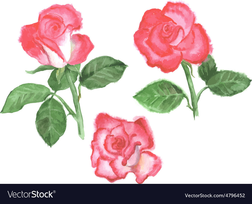 Three roses Royalty Free Vector Image - VectorStock