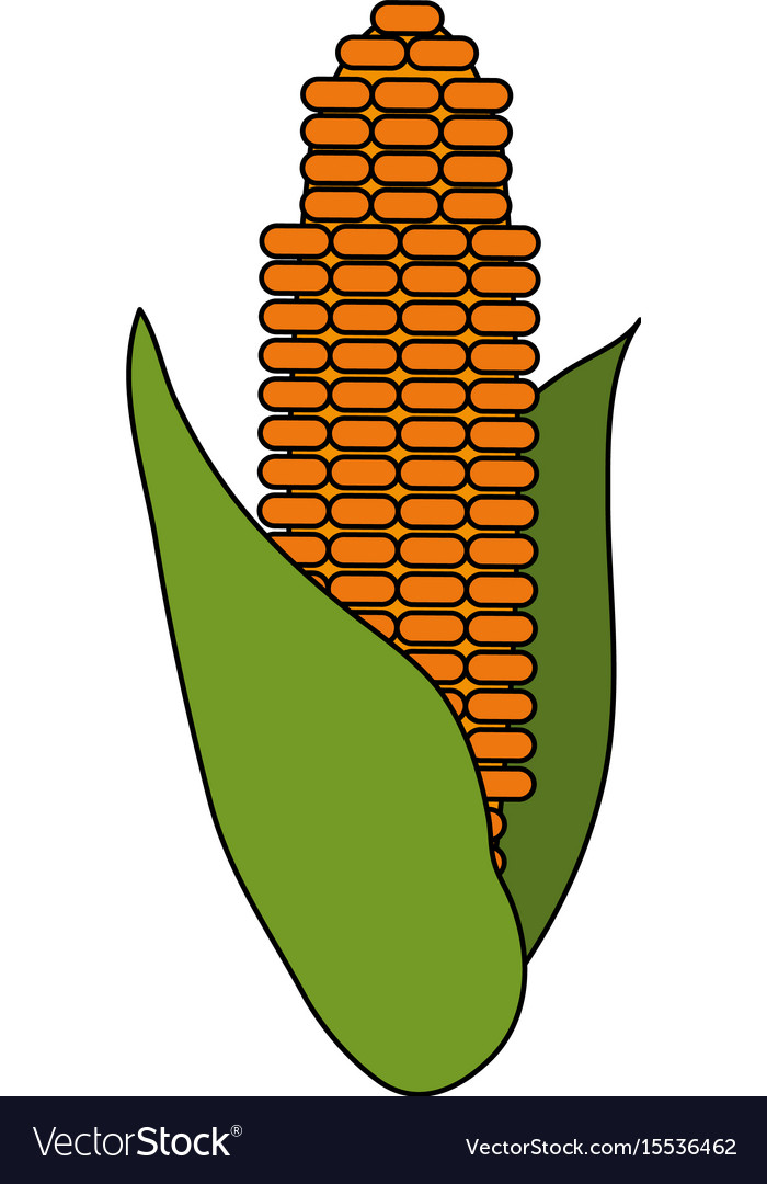Corn Royalty Free Vector Image - VectorStock