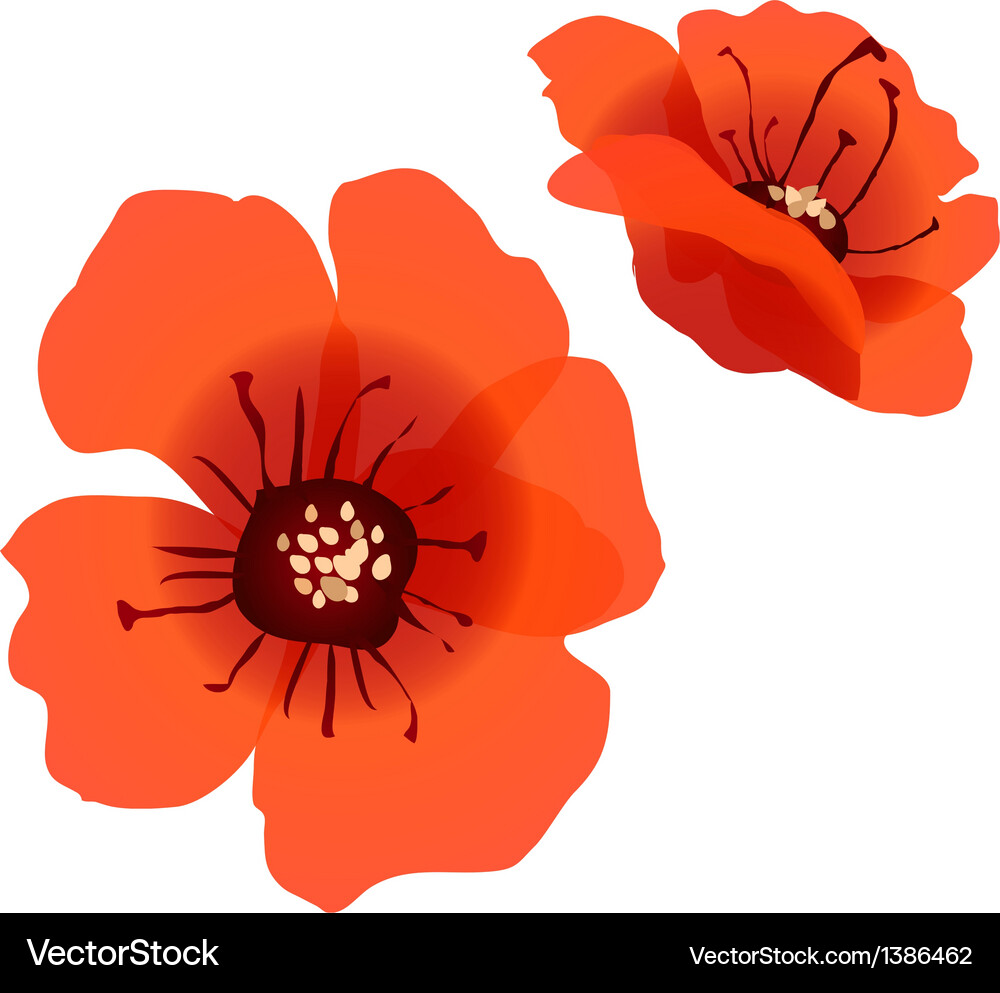 Single White Flower Icon Royalty Free Vector Image