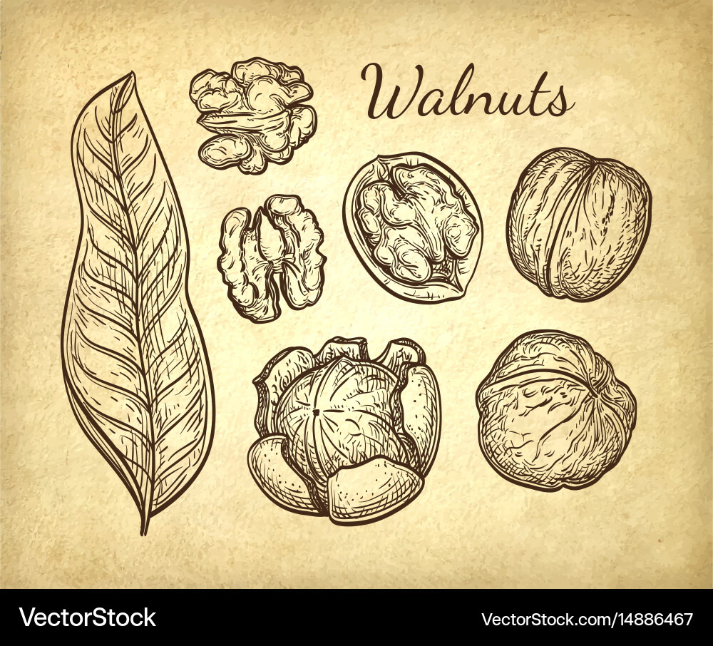 Ink sketch of walnuts Royalty Free Vector Image
