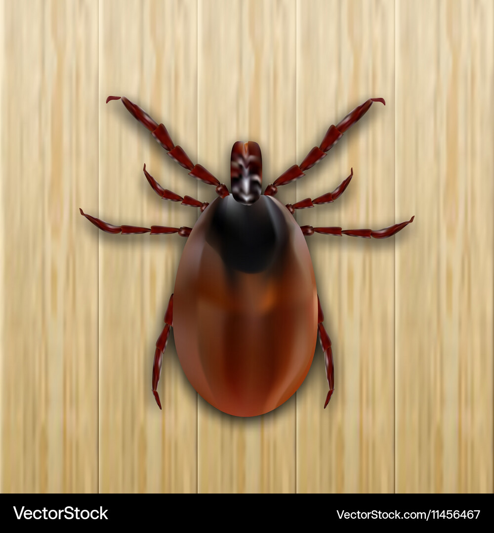 Red mite allergy epidemic parasites Royalty Free Vector