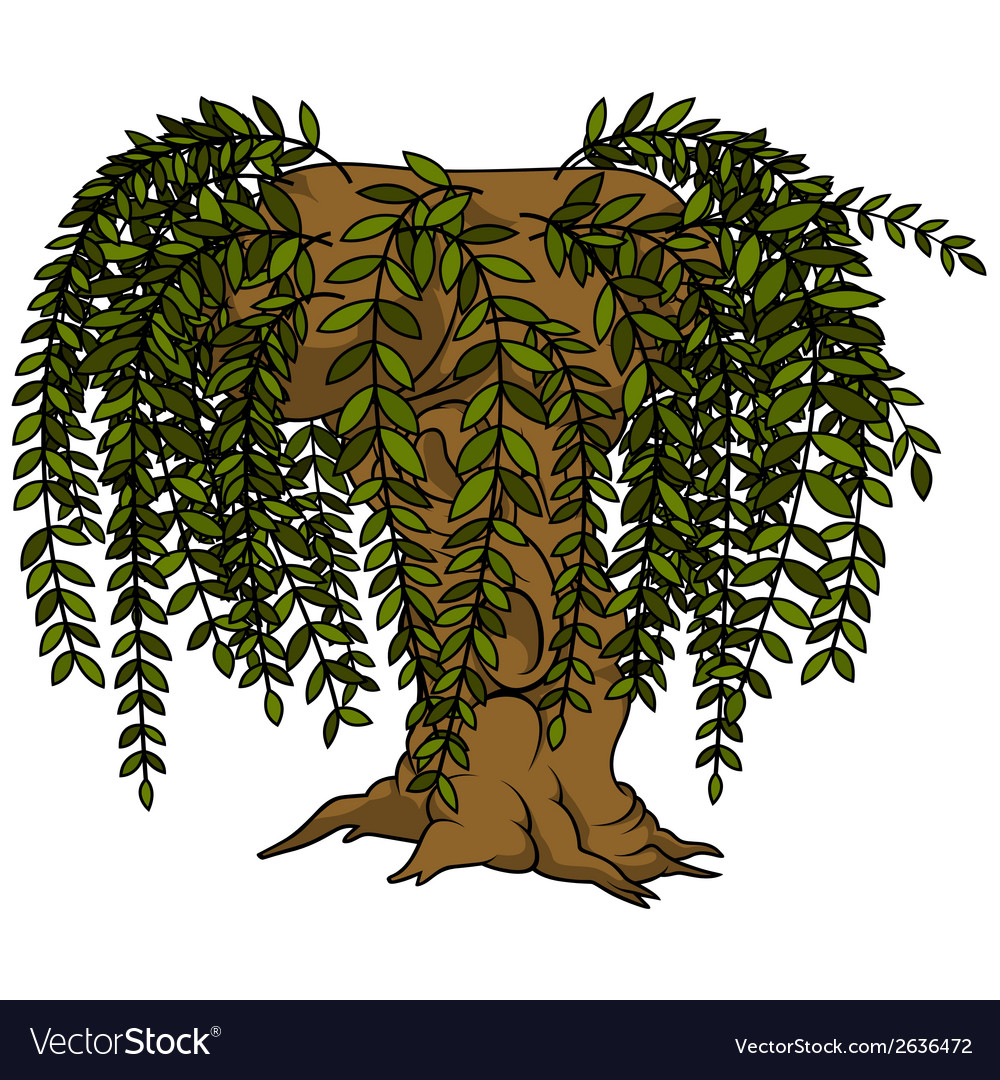 Willow tree Royalty Free Vector Image - VectorStock