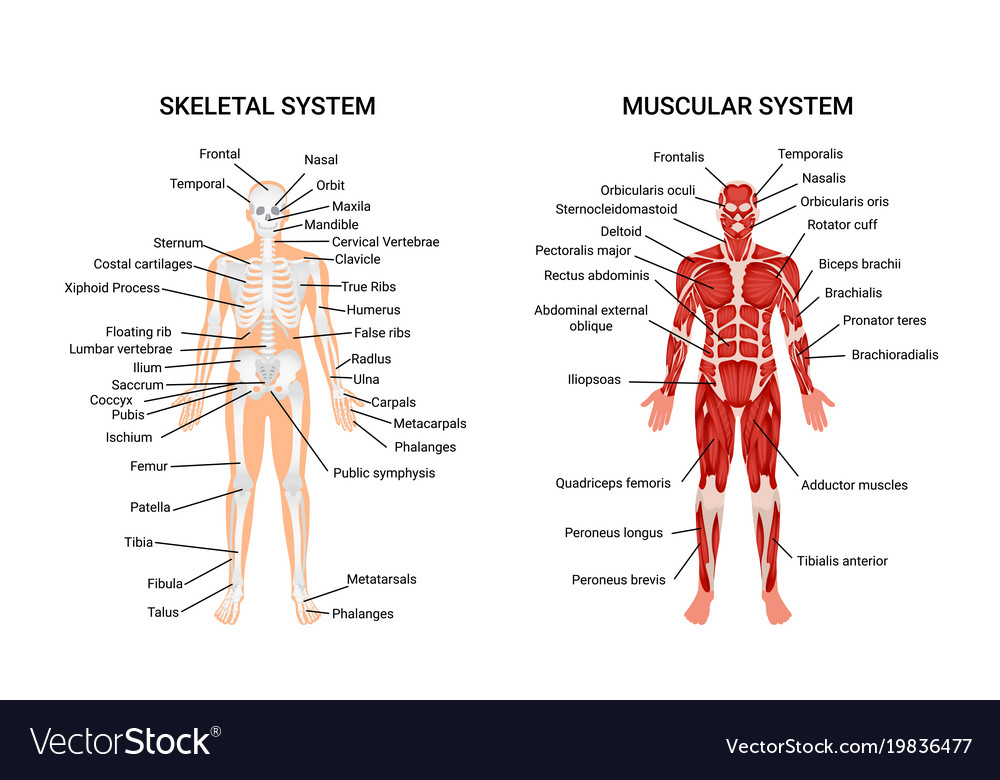 Human Muscular Skeletal Systems Poster Royalty Free Vector
