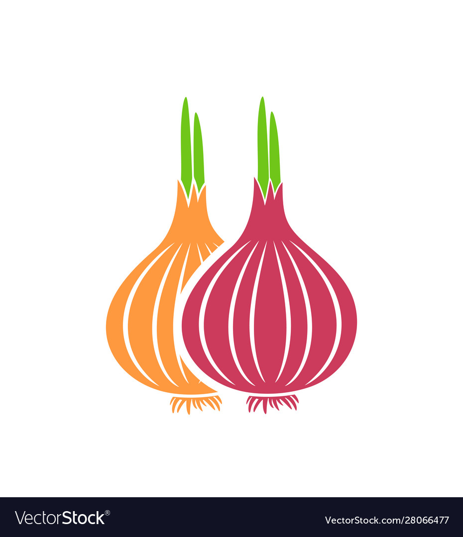 Onion Royalty Free Vector Image - VectorStock