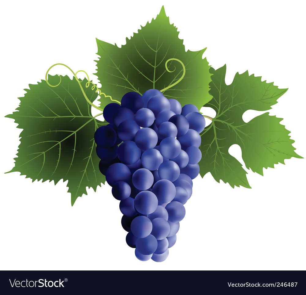Grape Royalty Free Vector Image - VectorStock
