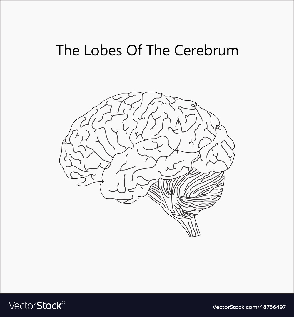 Human brain structure anatomy Royalty Free Vector Image