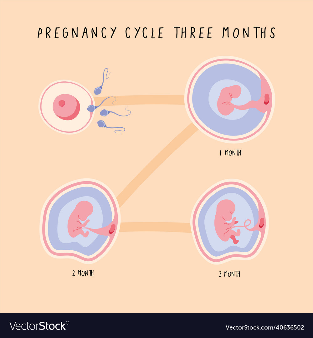 Three embryo development phases Royalty Free Vector Image