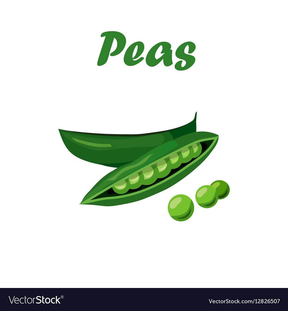 Green peas pod Royalty Free Vector Image - VectorStock