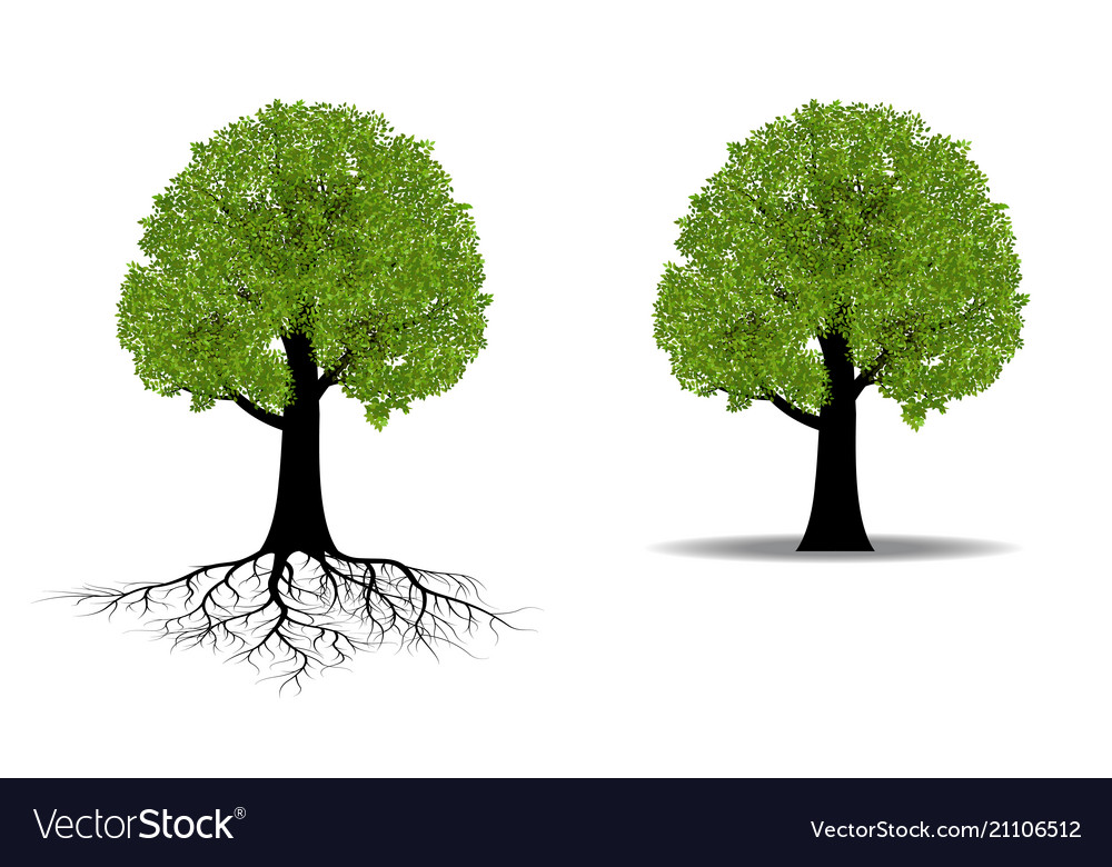 Big tree with root Royalty Free Vector Image - VectorStock