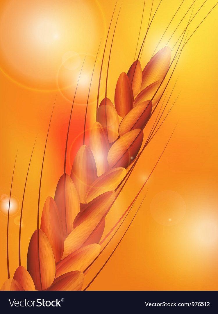 Wheat close up Royalty Free Vector Image - VectorStock