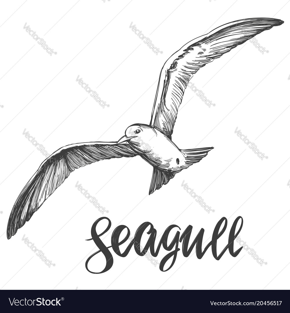 Bird seagull wildlife hand drawn Royalty Free Vector Image Bird seagull wildlife hand drawn Royalty Free Vector Image