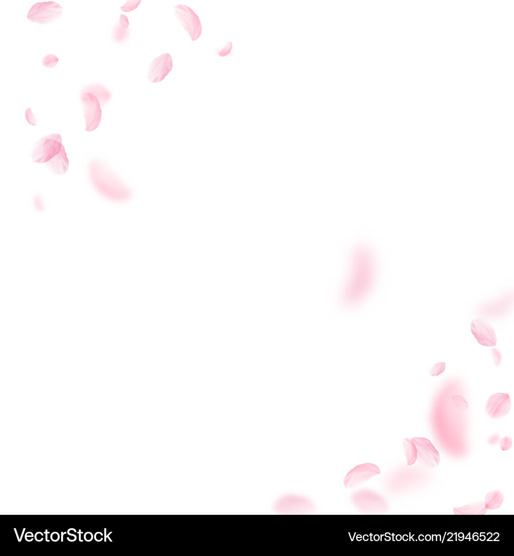 Sakura petals falling down Royalty Free Vector Image