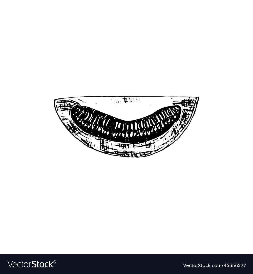 Tomato grafic sketch Royalty Free Vector Image Tomato grafic sketch Royalty Free Vector Image