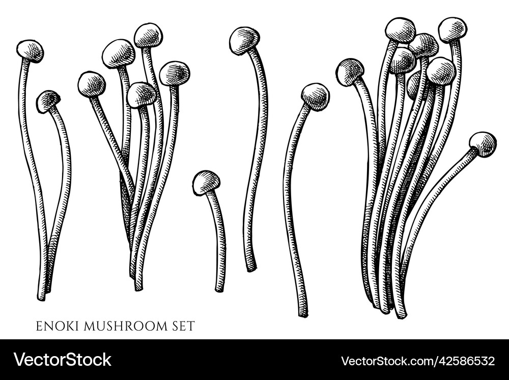Set of hand drawn black and white enoki Royalty Free Vector