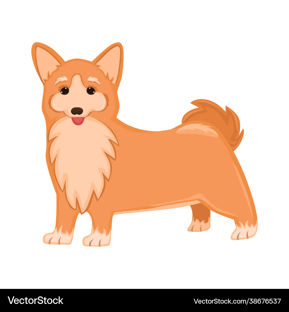 Realistic dog corgi breed on a white background Vector Image