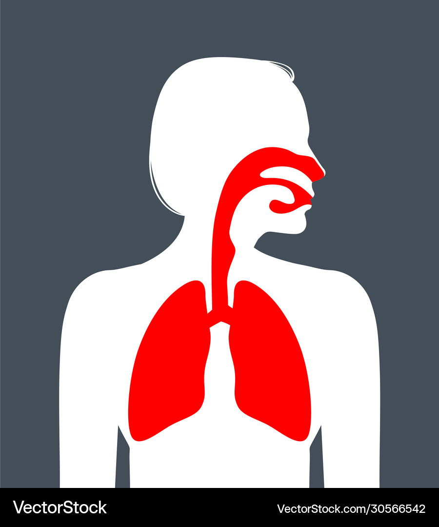 Human respiratory system Royalty Free Vector Image