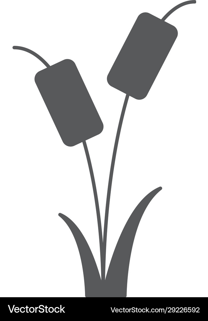 Reeds plant icon isolated on white background Vector Image