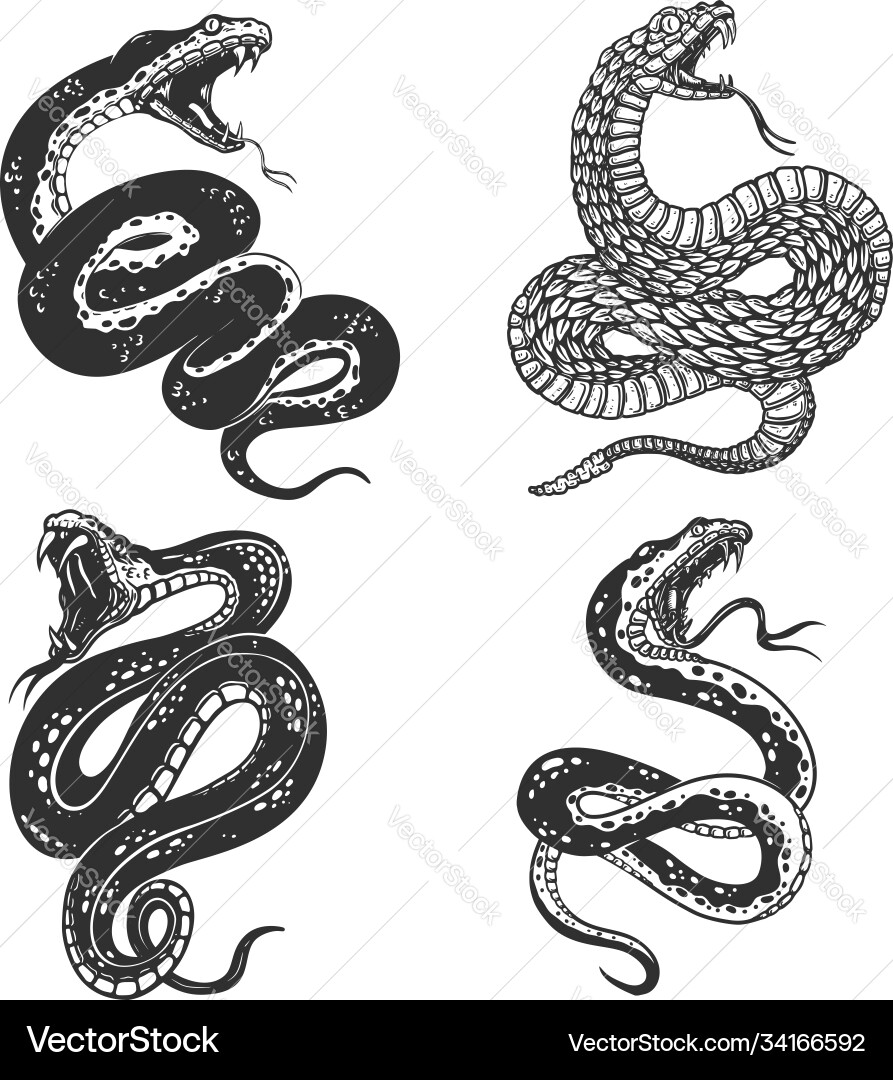 Set poisonous snake in engraving style Royalty Free Vector