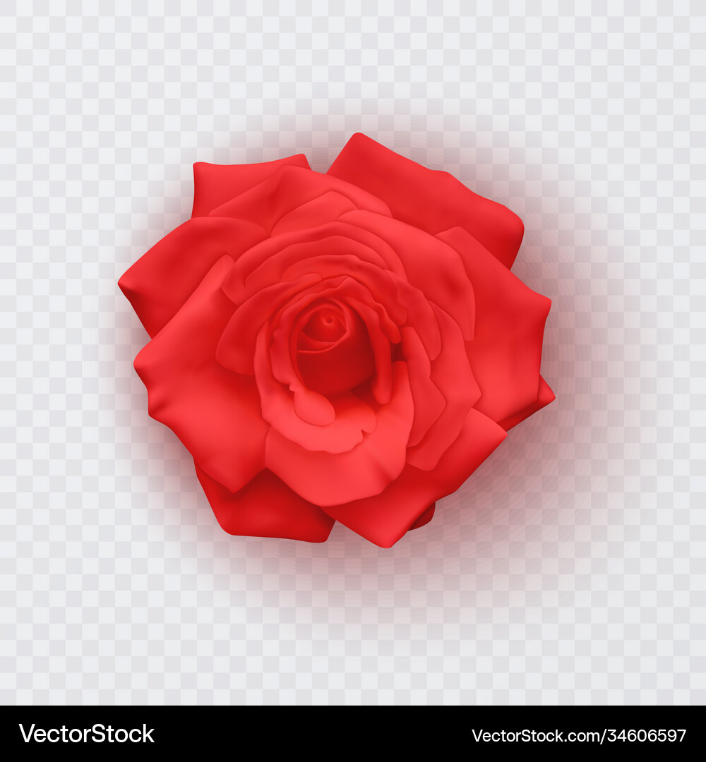 Beautiful red rose isolated on white background Vector Image