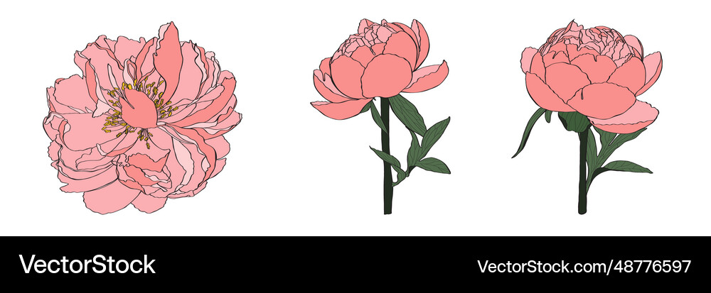 Decorative line and simple colored peony flowers Vector Image