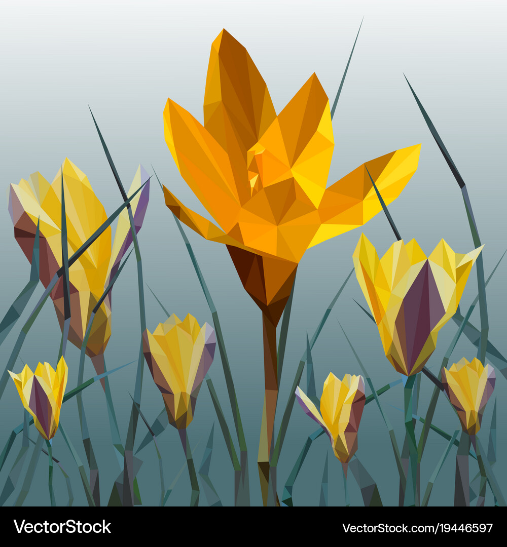 Yellow crocus blooming flowers isolated on white Vector Image