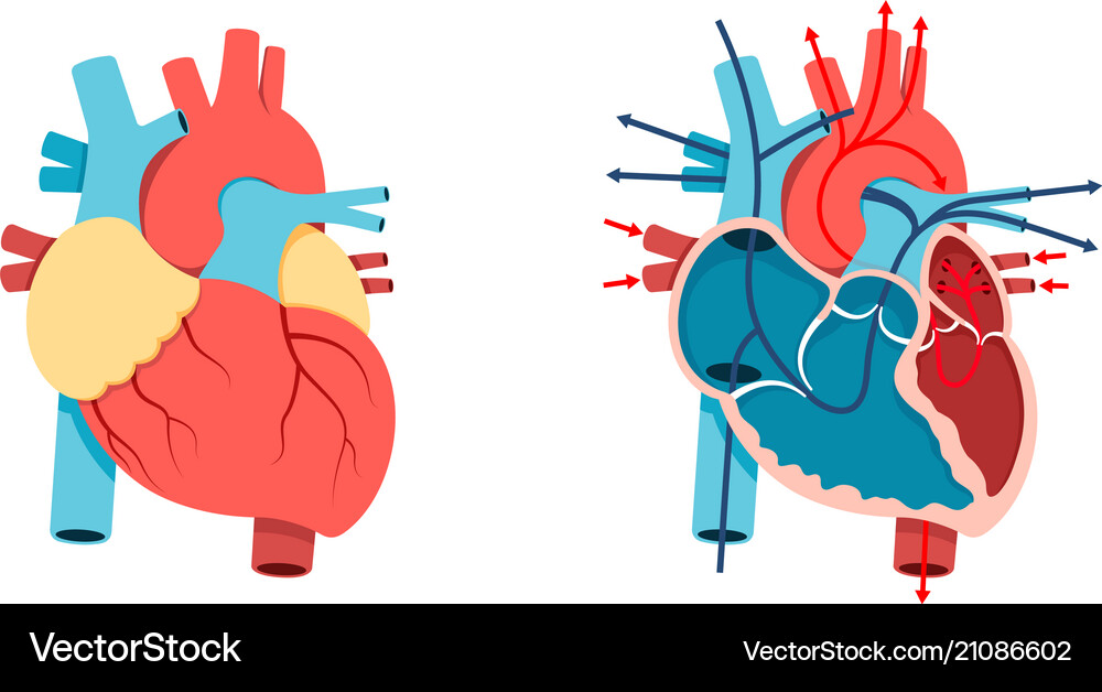 Human Heart Anatomy & Blood Circulation Vector Image
