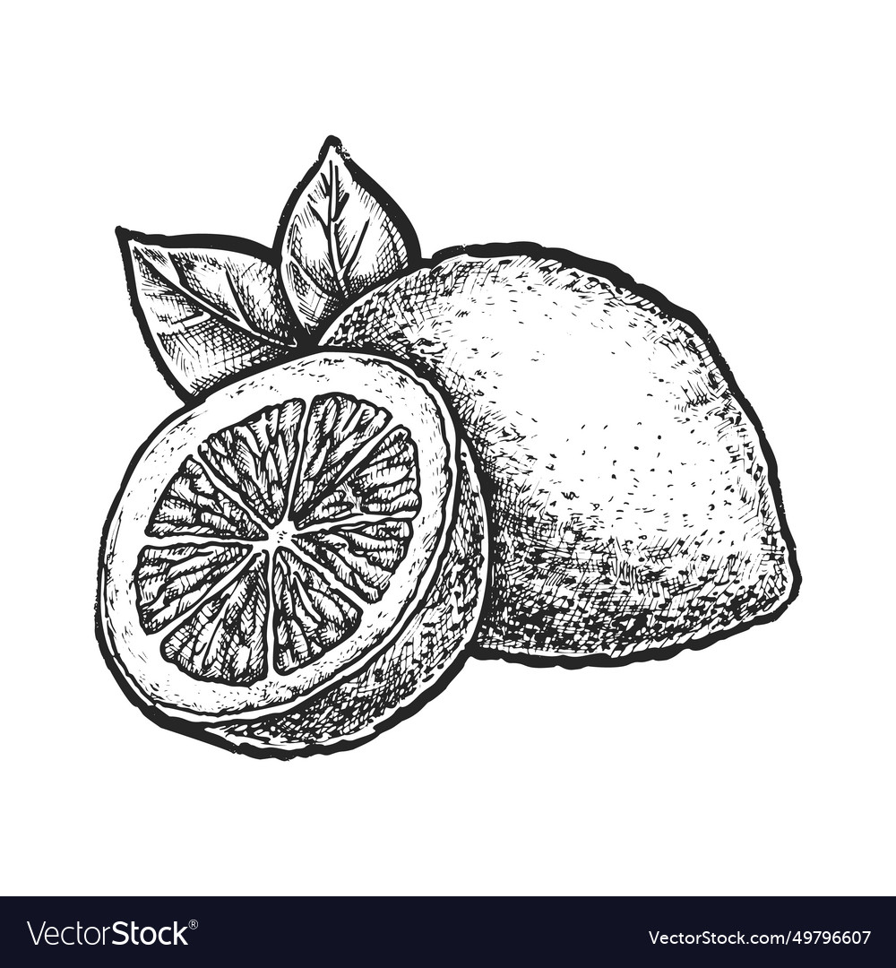 Hand drawn lemon sketch of citrus fruit Royalty Free Vector