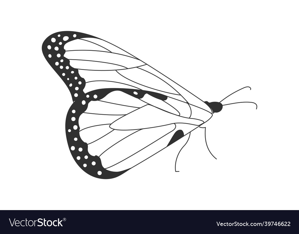 Moth side view Royalty Free Vector Image - VectorStock
