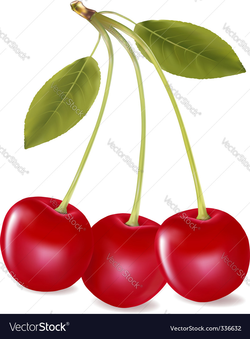 Cherries Royalty Free Vector Image - VectorStock