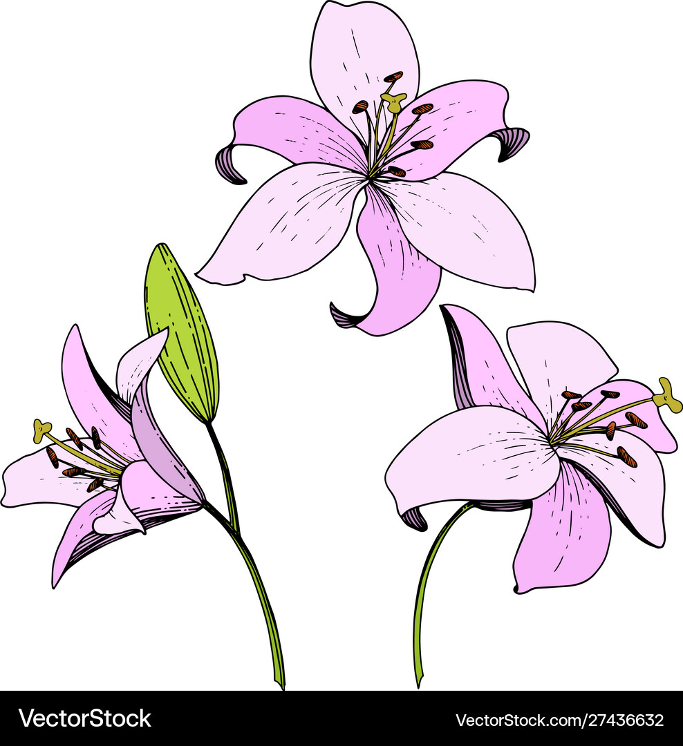 Pink lily floral botanical flower engraved Vector Image