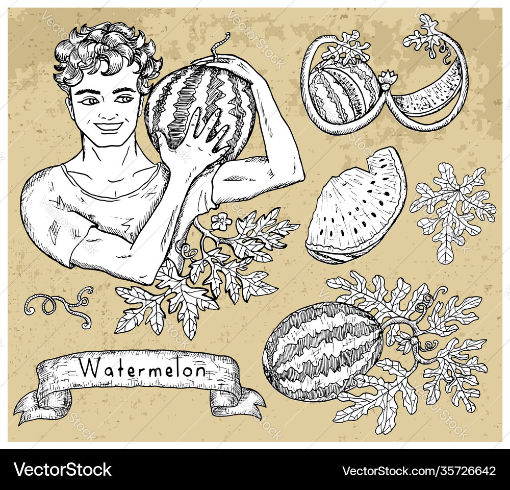 Design set with handsome man holding watermelon Vector Image