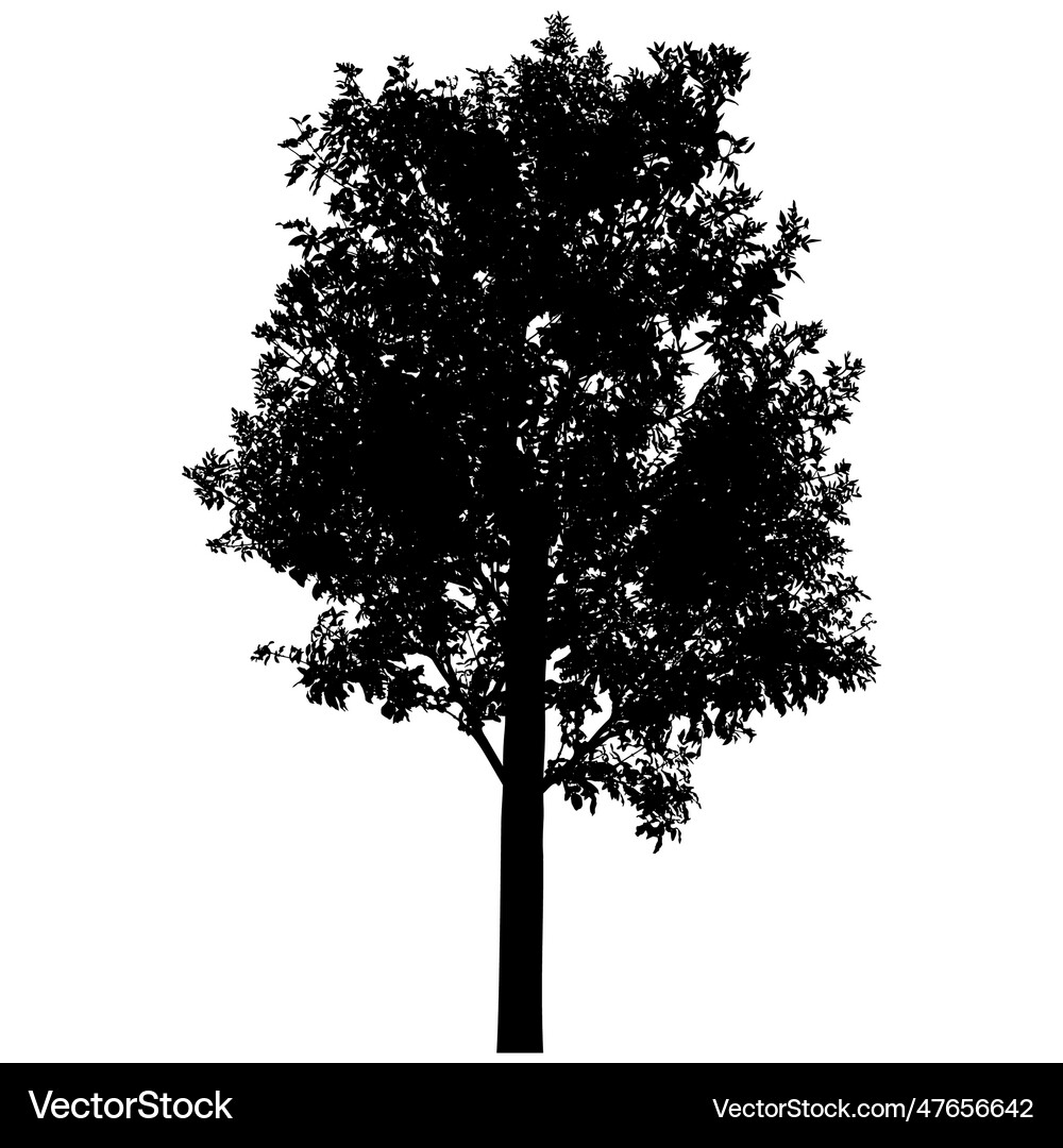 Silhouette of beautiful ash tree Royalty Free Vector Image