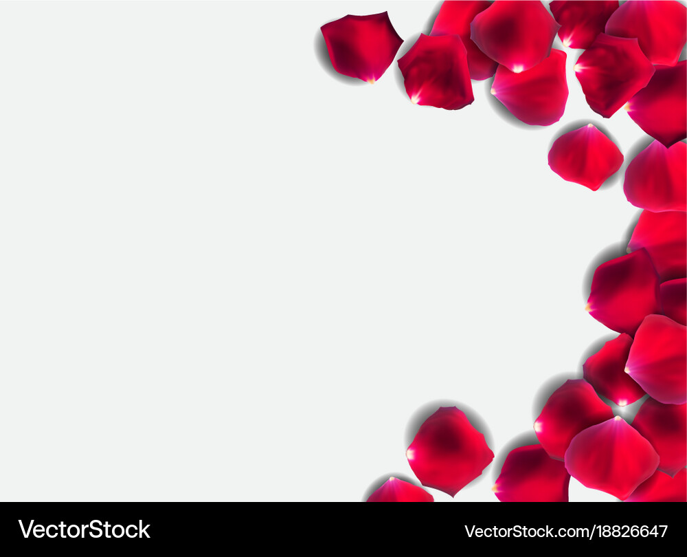 Abstract natural rose petals o background Vector Image