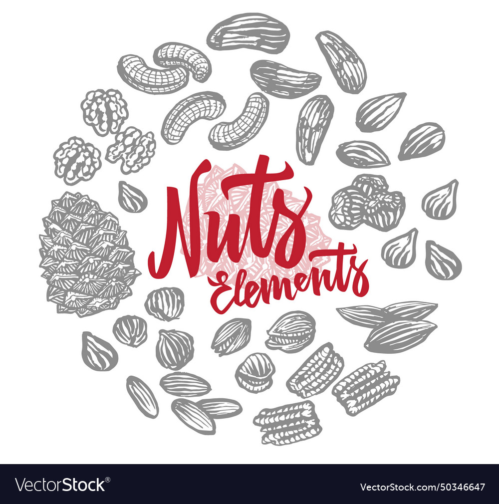 Sketch nuts elements round composition Royalty Free Vector