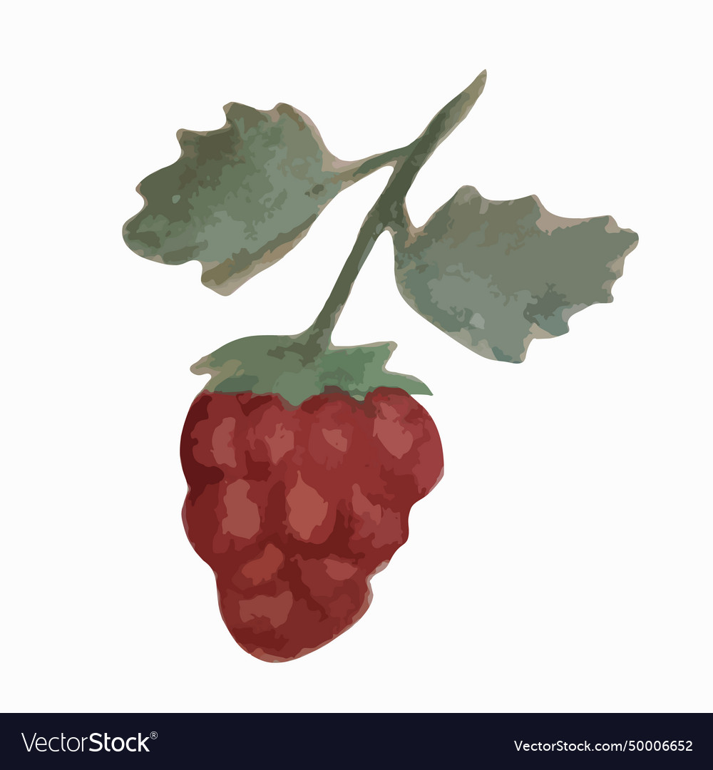 A raspberry on a white background Royalty Free Vector Image
